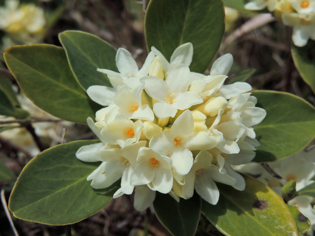 Daphnes (Thymelaeaceae (Mezereon or Mezereum) of the Pacific Northwest ...