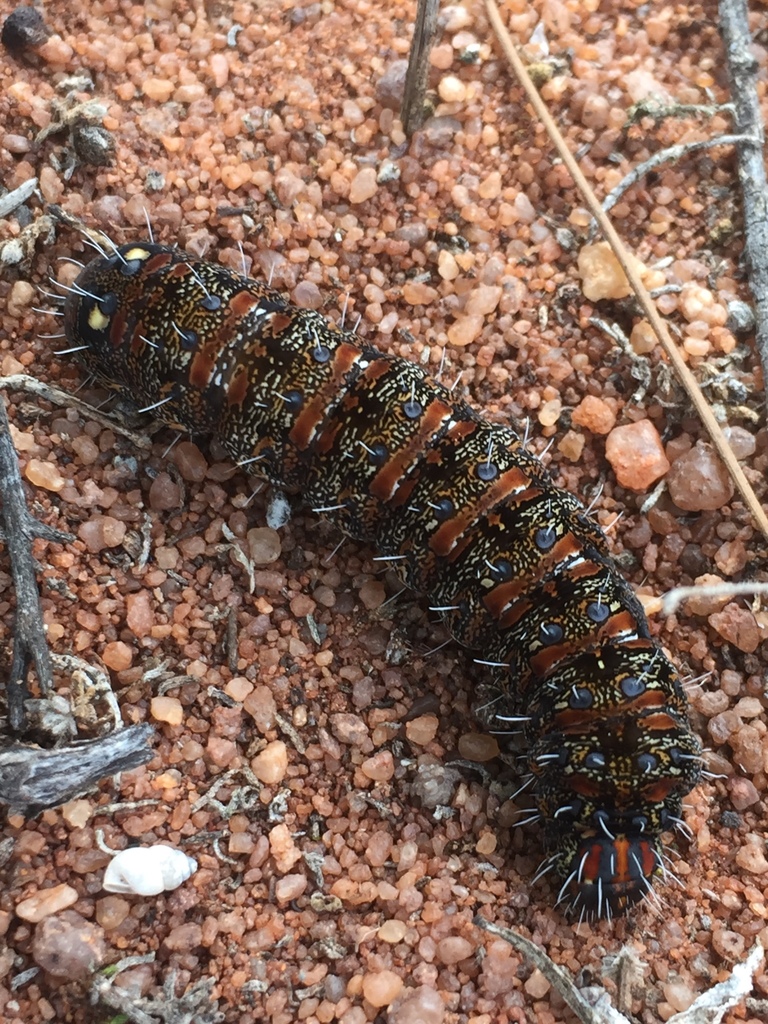 Pasture Day Moth from Whyalla Conservation Reserve, Whyalla Barson, SA ...