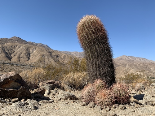 California Barrel Cactus (Southern California) · iNaturalist