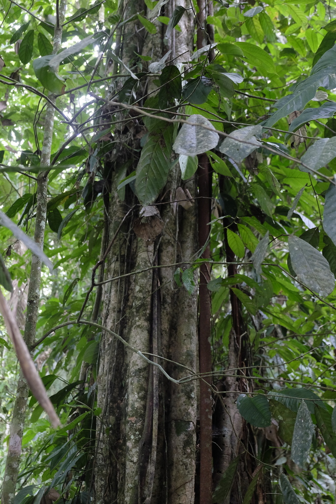 Exarata chocoensis from Reserva Río silanche on July 25, 2019 at 11:34 ...