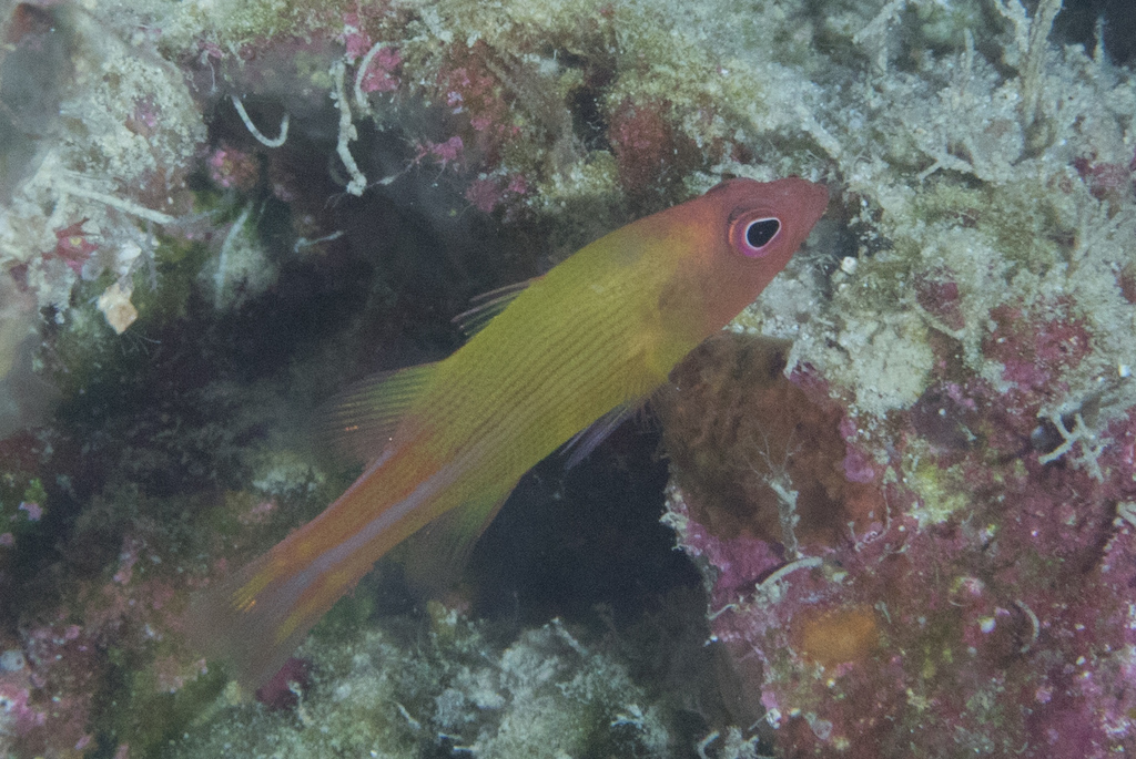 Manyline Basslet (Liopropoma multilineatum) - Marine Life Identification
