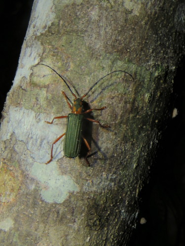 Chlorida curta · iNaturalist