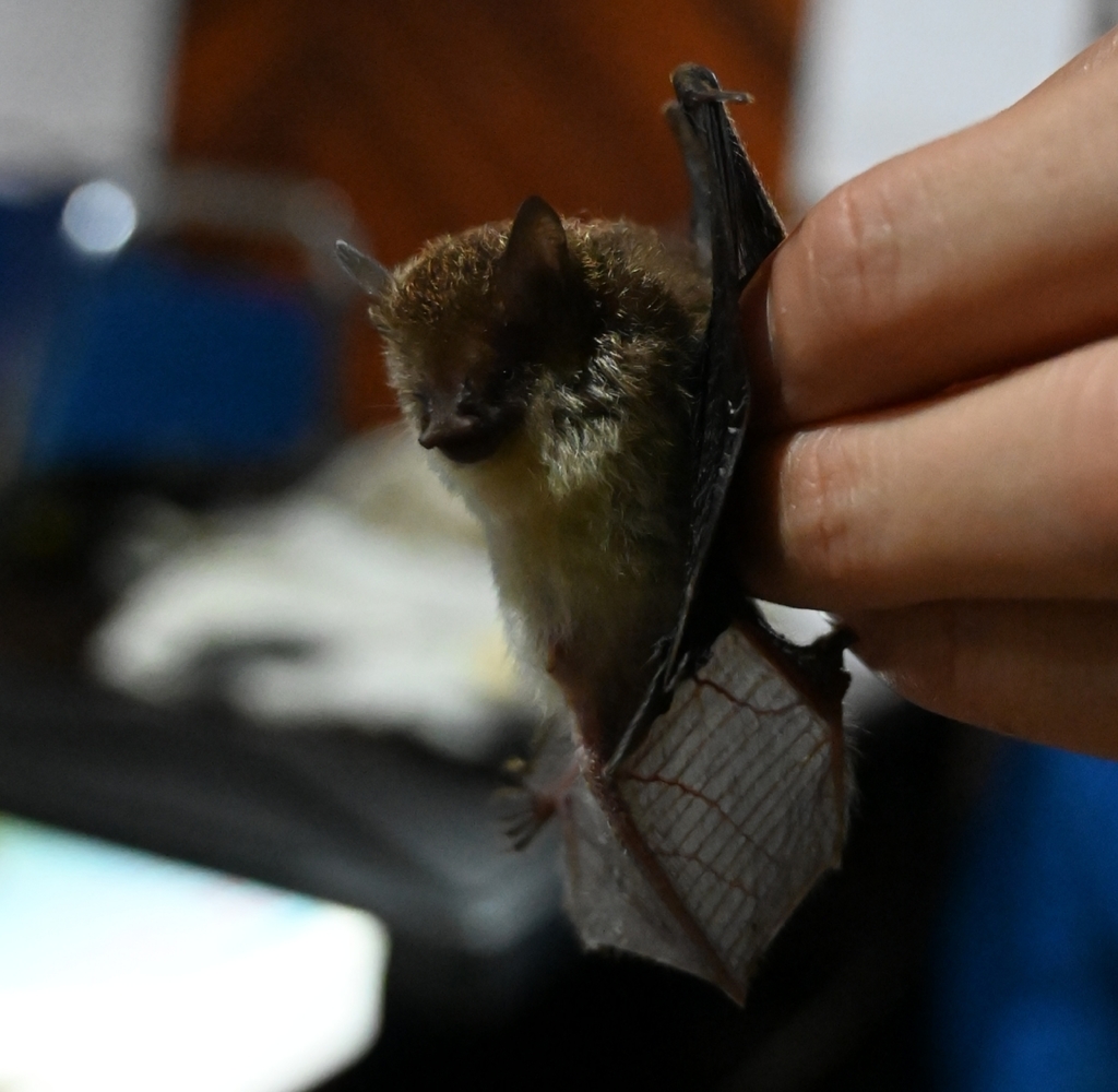 gilded tube-nosed bat in October 2019 by Needhi K. Thangasamy · iNaturalist