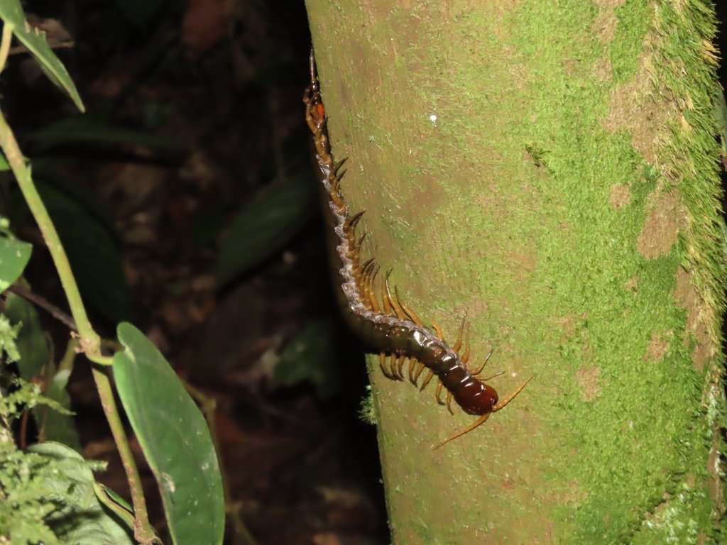 Giant Centipedes from Lahad Datu District, Sabah, Malaysia on October ...