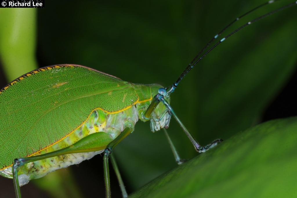 Scambophyllum sanguinolentum from Bukit Panjang, 新加坡 on March 26, 2017 ...