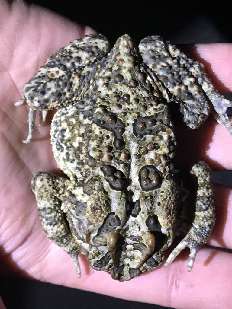 Southern Toad from SE 1st Ave, Florida City, FL, US on November 03 ...
