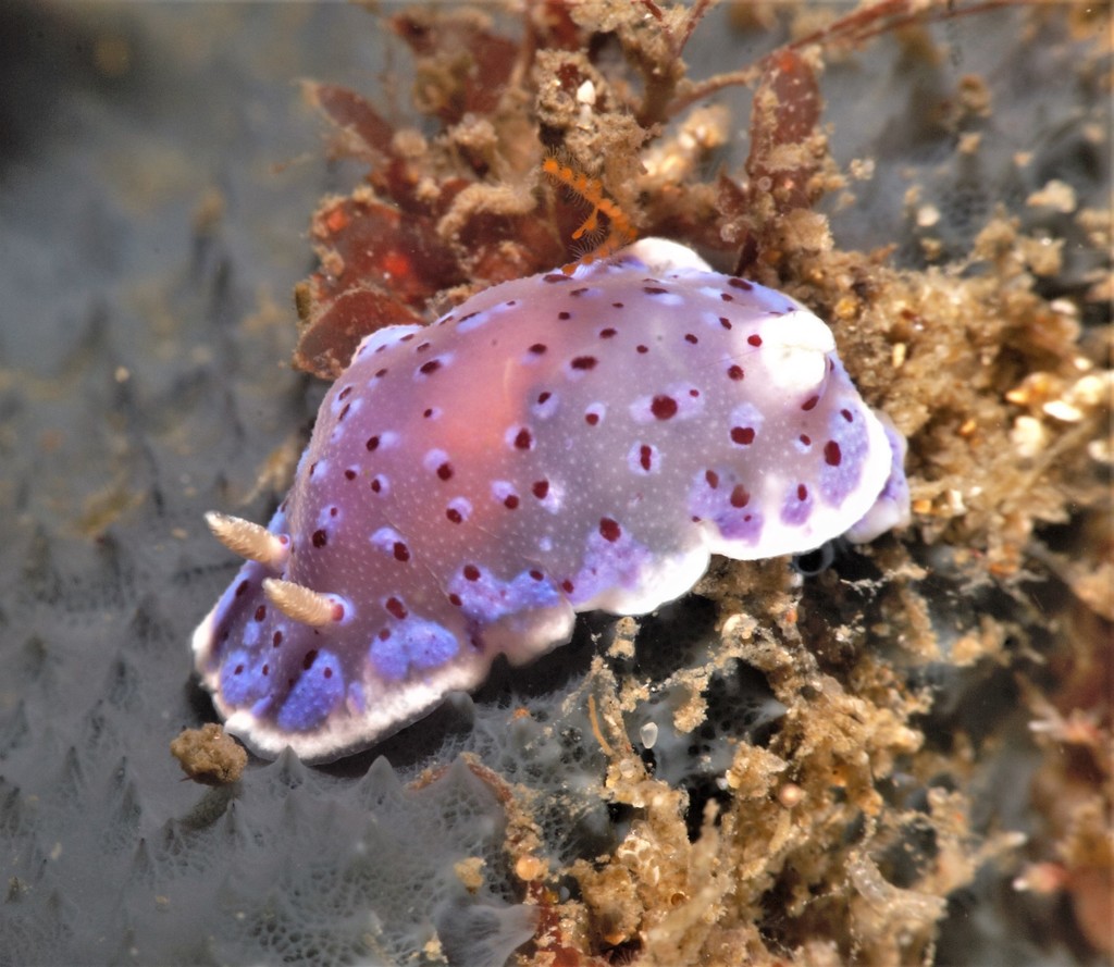 Goniobranchus thompsoni (Nudibranchs of Coogee beach and surrounds ...