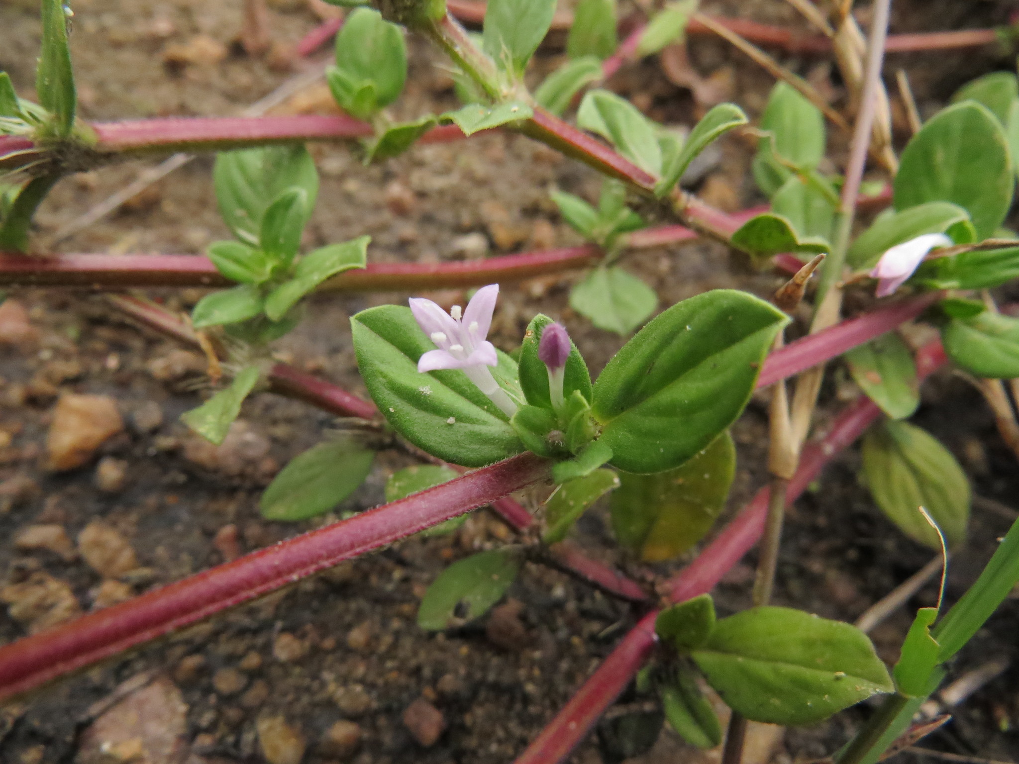 Spermacoce articularis L.f.