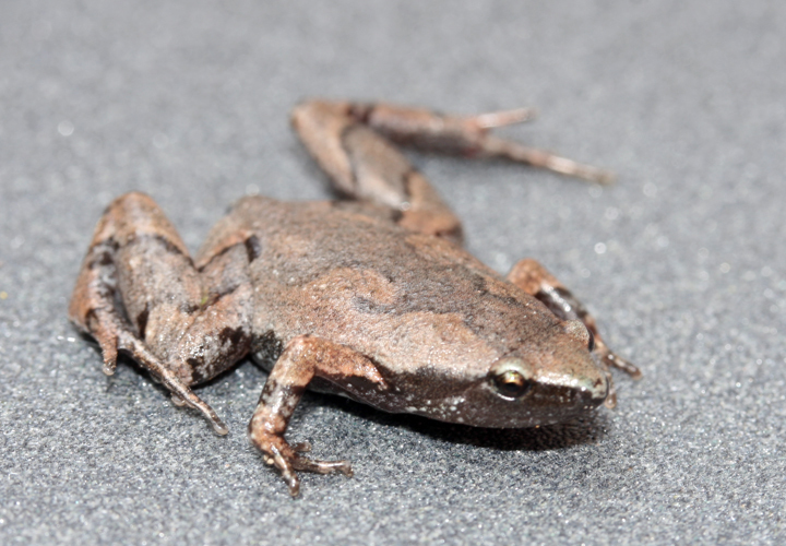 Boca De Sapo Abierta Bufo Bufo Wikipedia, La Enciclopedia Libre