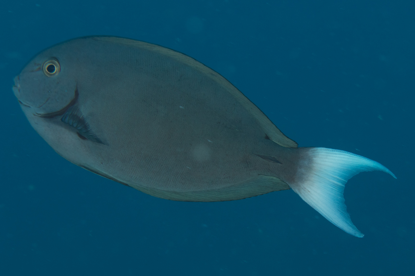 Acanthurus Thompsoni