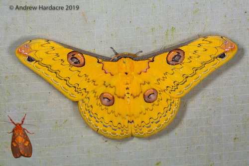 Loepa lampei · iNaturalist Mexico