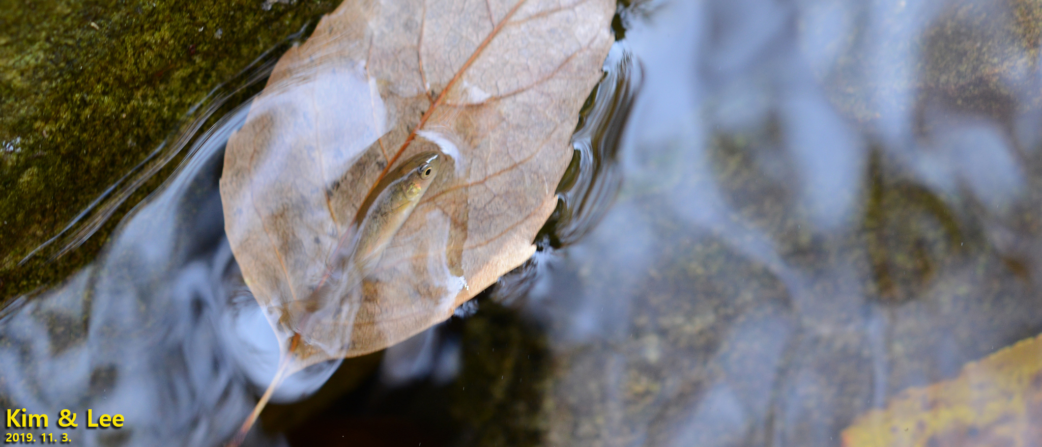 Rhynchocypris oxycephalus (Sauvage & Dabry de Thiersant, 1874)