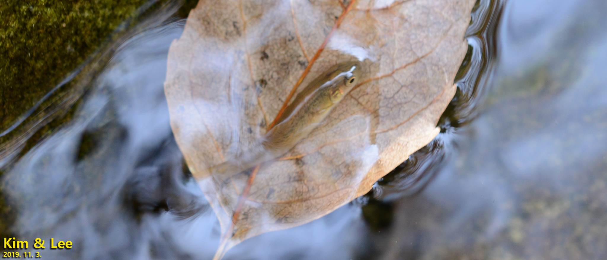 Rhynchocypris oxycephalus (Sauvage & Dabry de Thiersant, 1874)