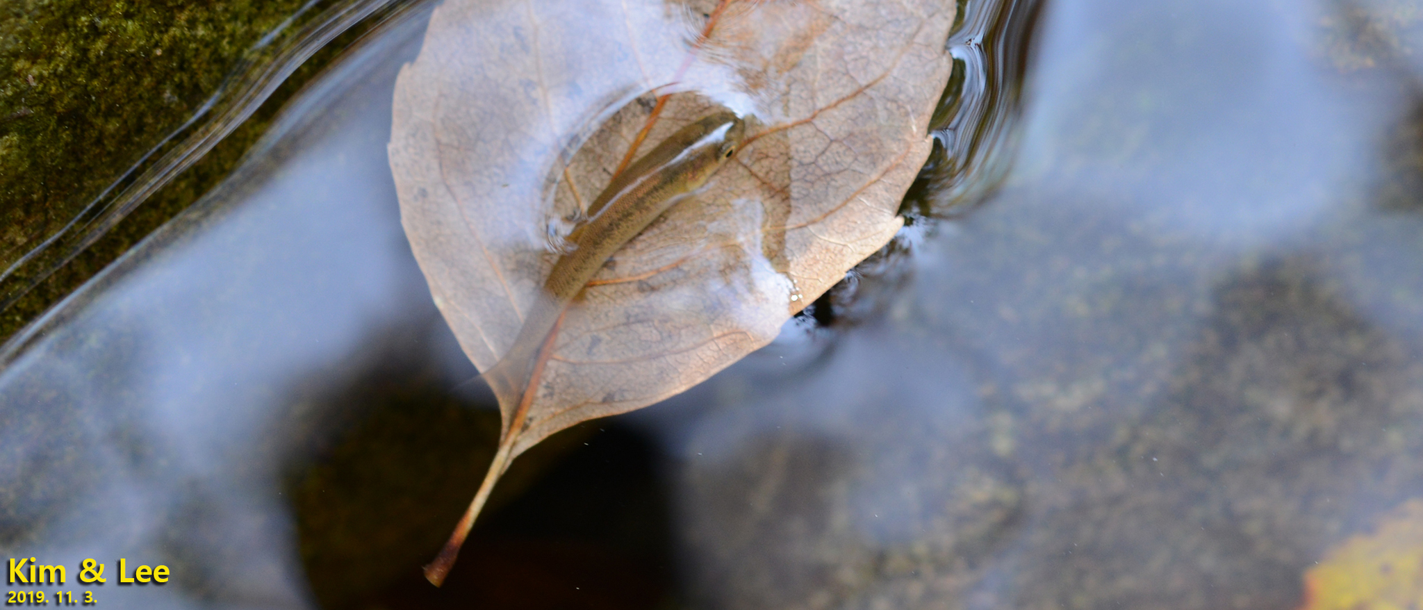 Rhynchocypris oxycephalus (Sauvage & Dabry de Thiersant, 1874)