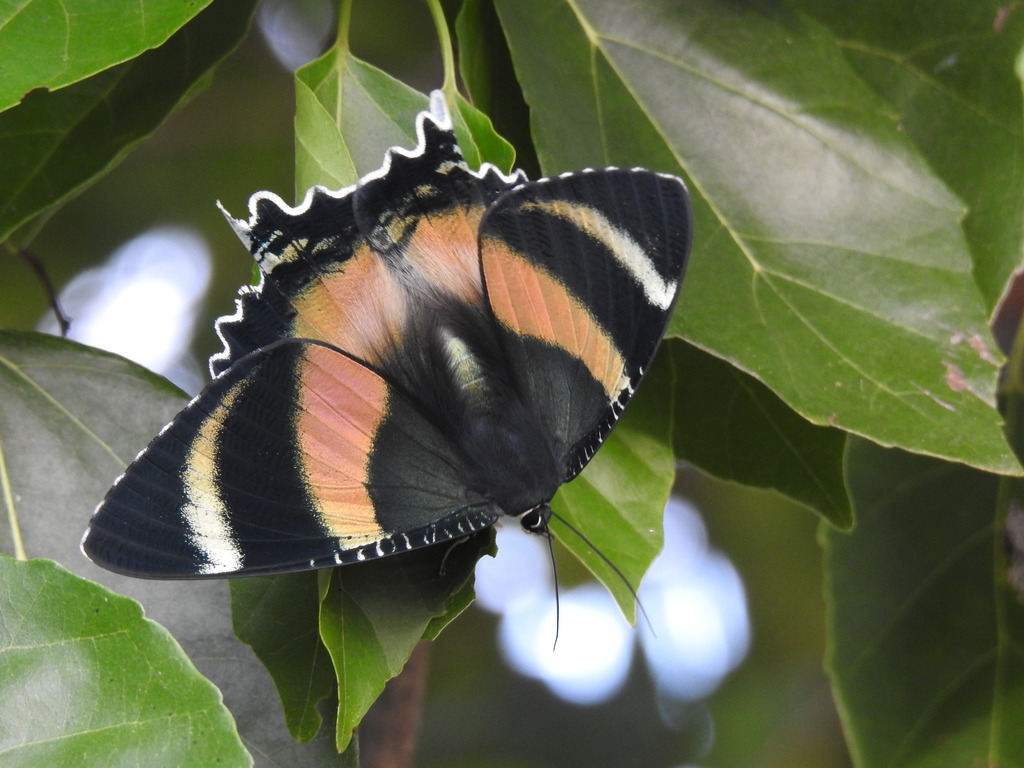 North Queensland Day Moth from Cairns QLD, Australia on May 02, 2019 by ...