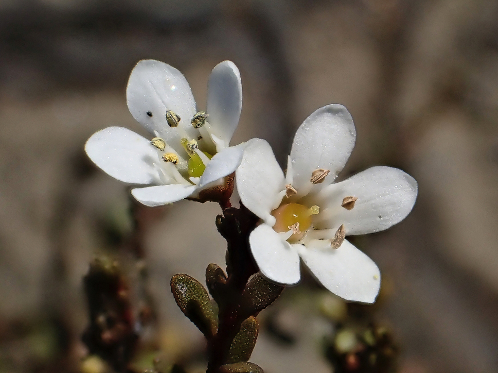 Samolus (Primulaceae (Primrose) of the Pacific Northwest) · iNaturalist