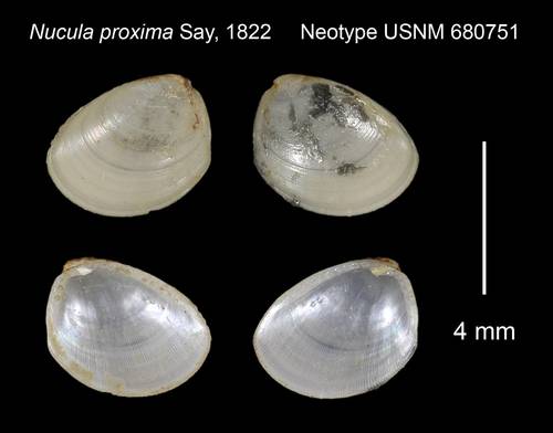 Atlantic Nut Clam (Nucula proxima)