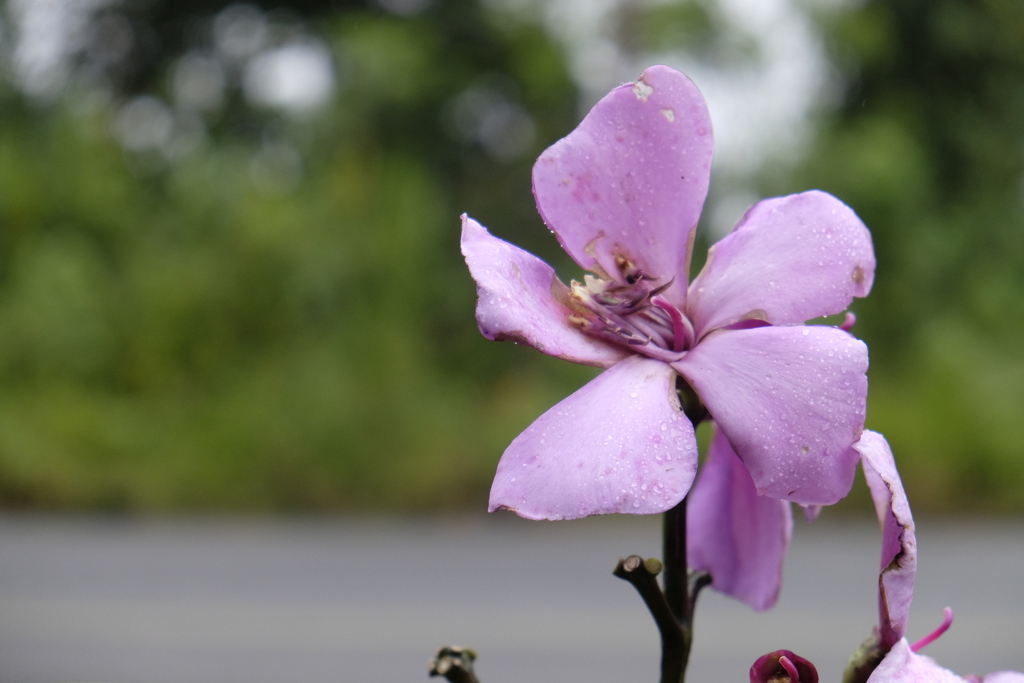 (Meriania maxima) - Botanical Realm