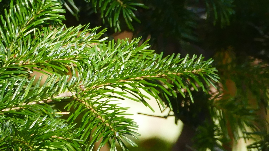 Veitch's fir from Lake Furen, Hokkaido, Japan on October 15, 2019 by ...