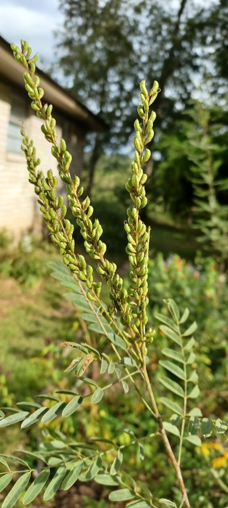 Smooth False Indigo (Amorpha laevigata) - Botanical Realm