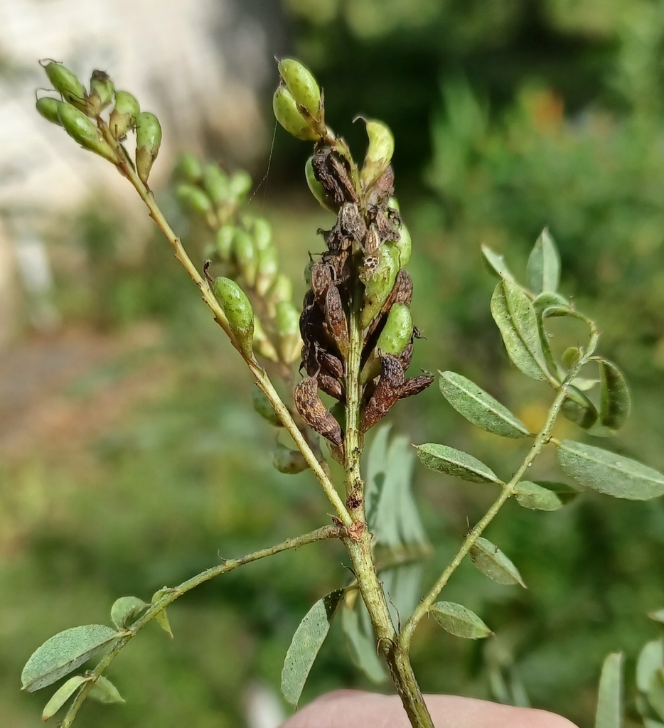 Smooth False Indigo (Amorpha laevigata) - Botanical Realm