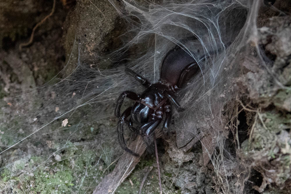 Atrax from Blue Mountains, Blue Mountains, New South Wales, Australia ...