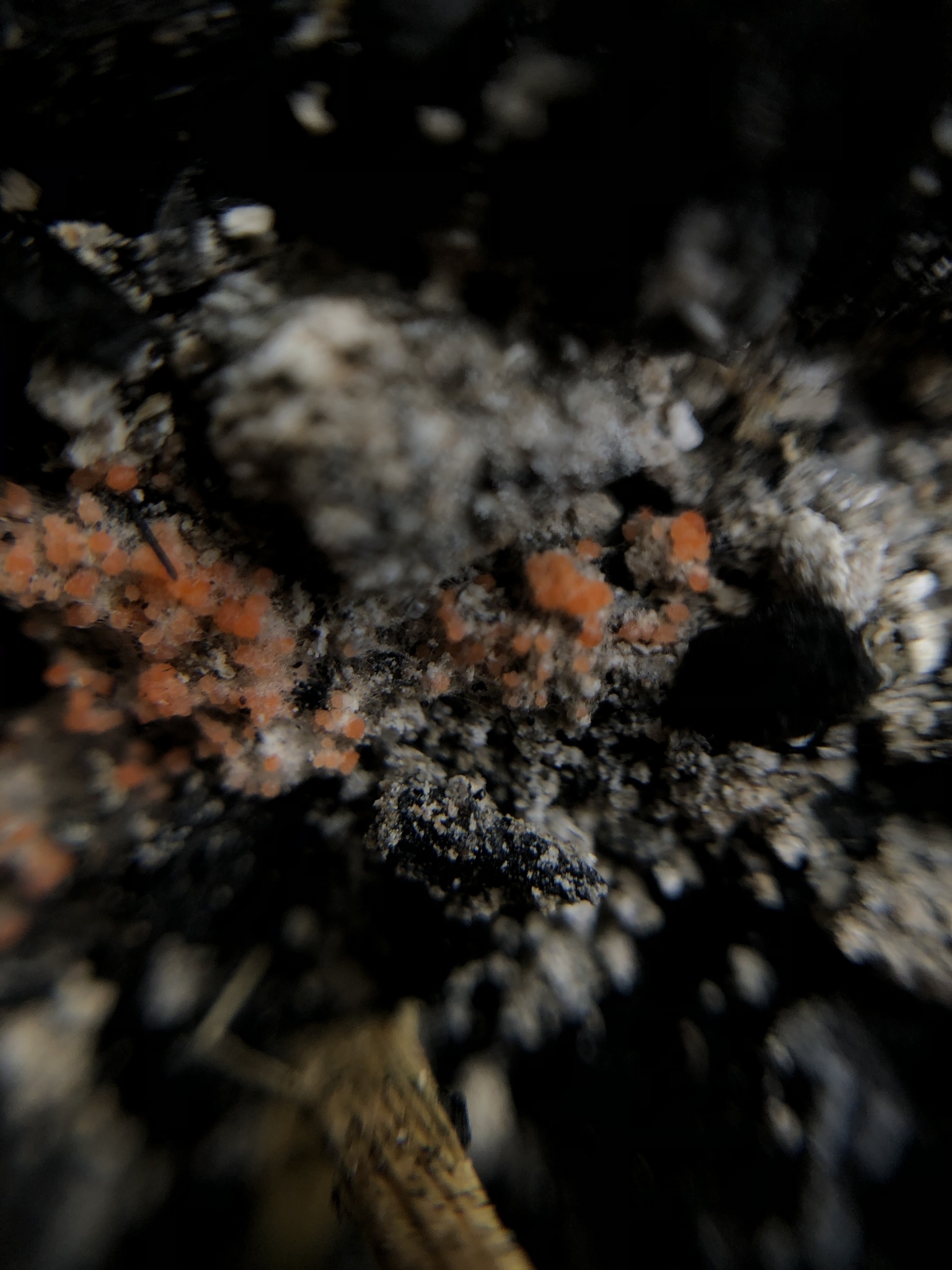 Pyronema domesticum (Sowerby) Sacc.