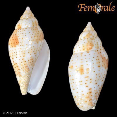 Florida Miter (Dibaphimitra florida)