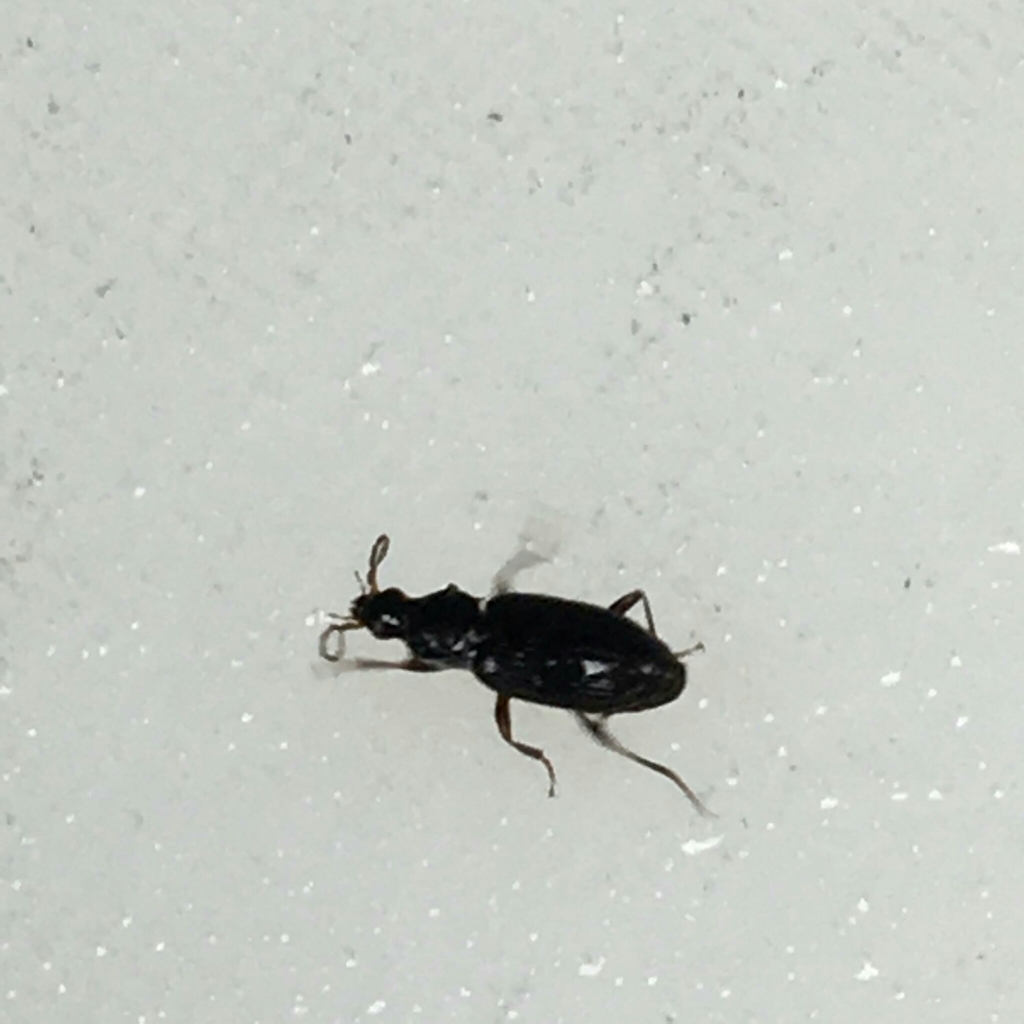 Agonum punctiforme from 2715 Carter Drive Arlington, TX 76014 on ...