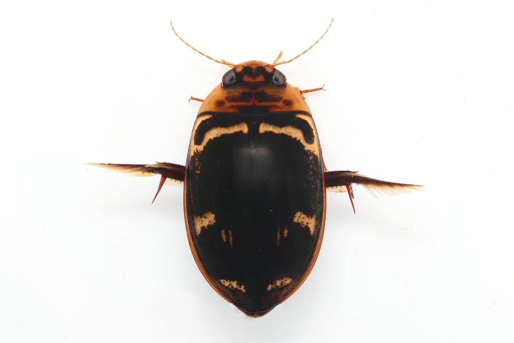 Hydaticus suffusus from Mount Coot-Tha QLD 4066, Australia on August 16 ...