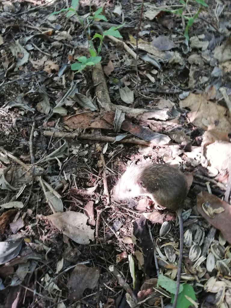 Painted Spiny Pocket Mouse from Santa María Huatulco, Oax., México on ...