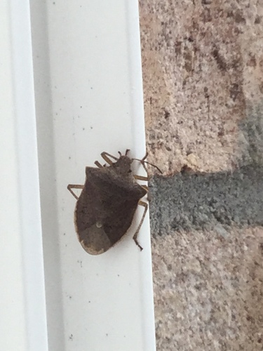 Observations by karcher · iNaturalist