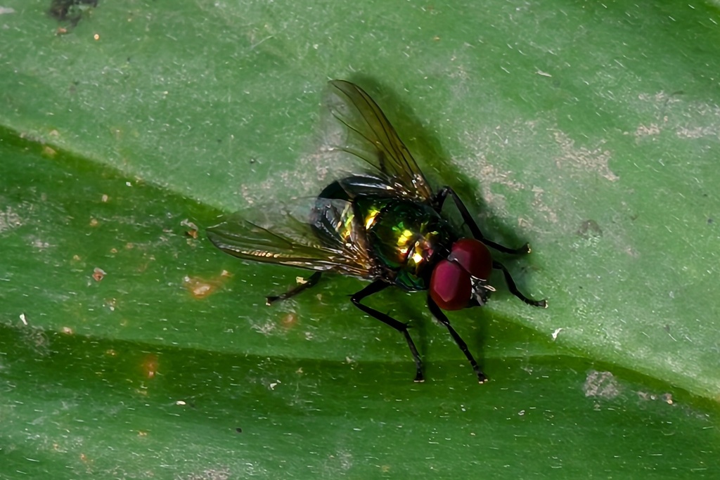 Pyrellia from Bilit Adventure Lodge, Kampung Bilit, Kinabatangan River ...