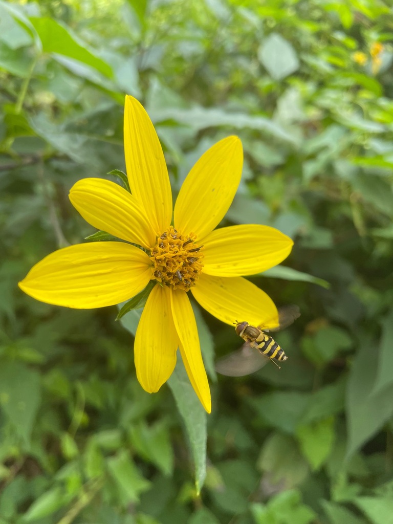 Common Flower Flies from Richmond, VT, USA on August 19, 2025 at 11:16 ...