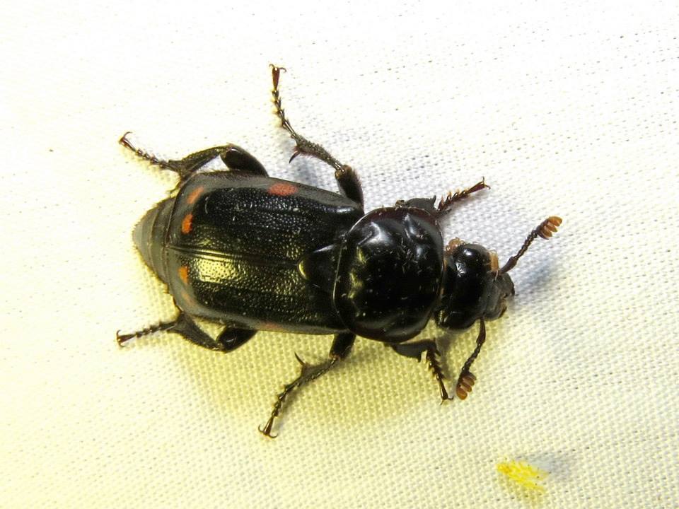 Pustulated Carrion Beetle from Scioto County, OH, USA on June 15, 2013 ...