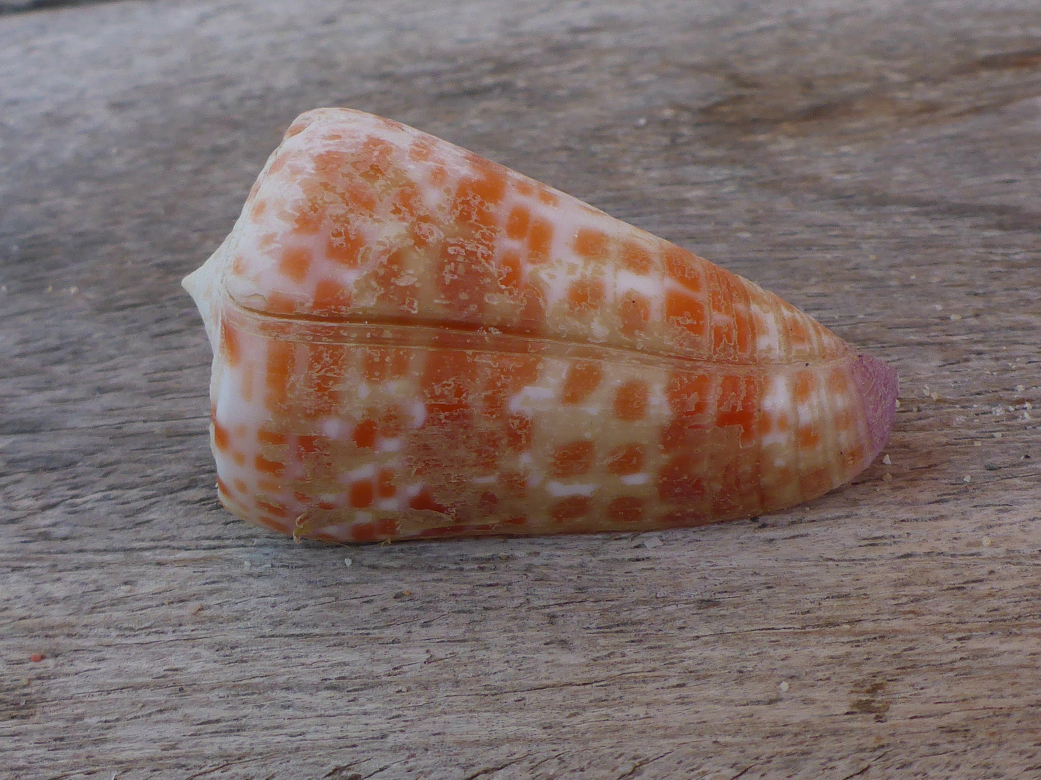 Conus tessulatus Born, 1778