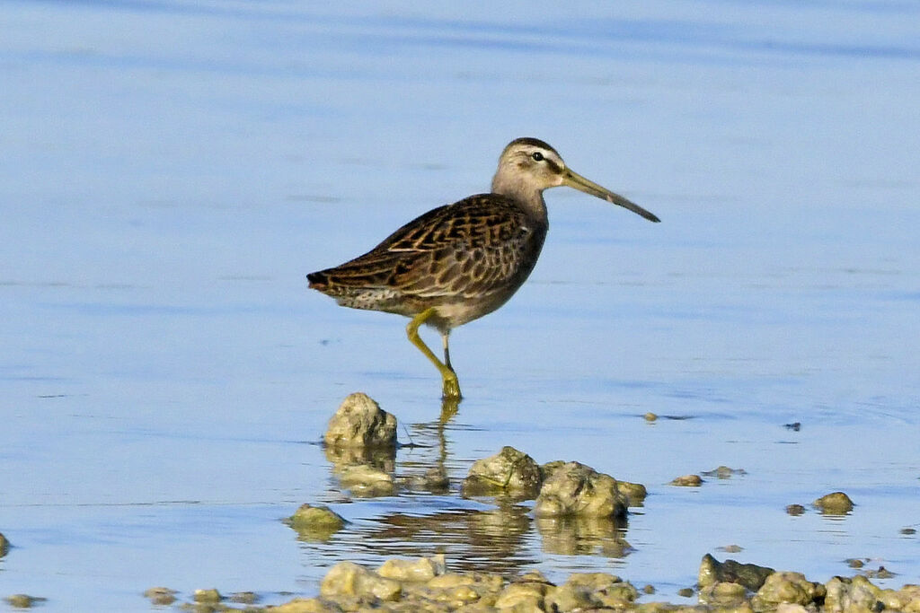 Short-billed Dowitcher from Flamingo, Everglades National Park, Monroe ...