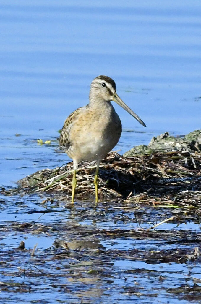 Short-billed Dowitcher from Flamingo, Everglades National Park, Monroe ...