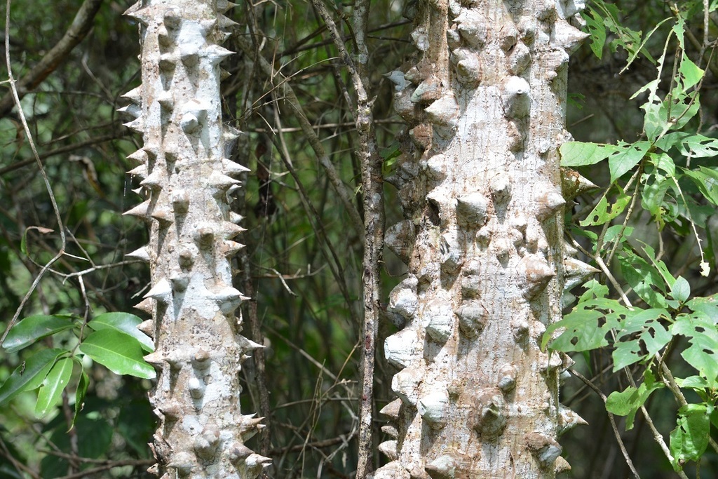 Pochote from Tuxtla Gutiérrez, Chis., México on November 5, 2016 at 11: ...