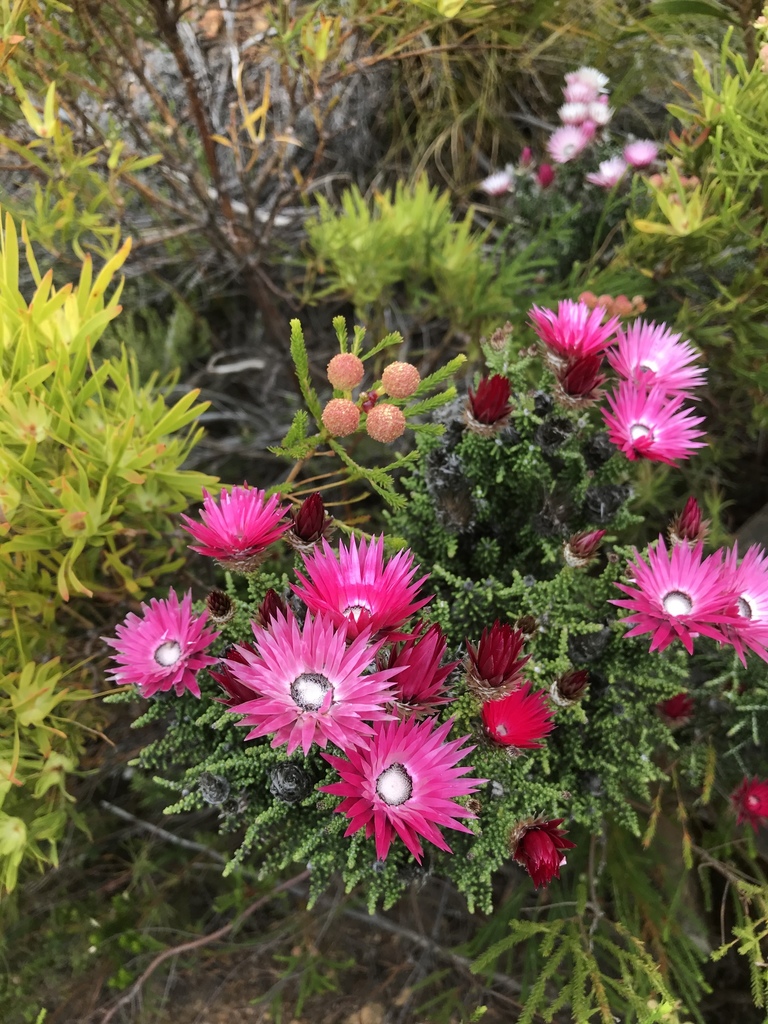 Cape everlasting from South Atlantic Ocean on November 3, 2019 at 01:10 ...