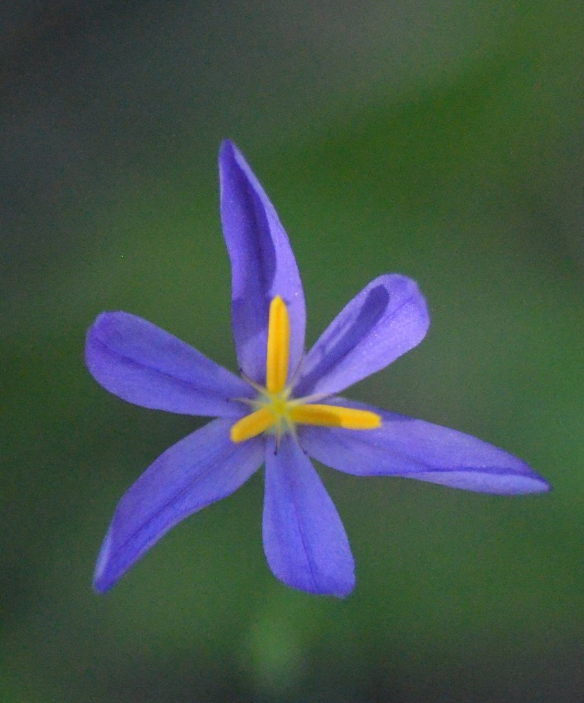 celestial lily from Marion Creek on October 23, 2015 at 01:19 AM by Tom ...