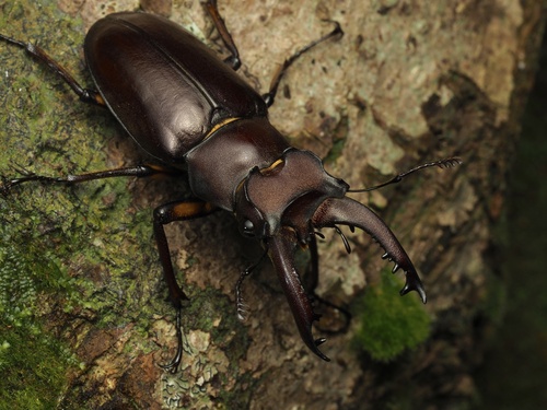 Lucanus ferriei · iNaturalist