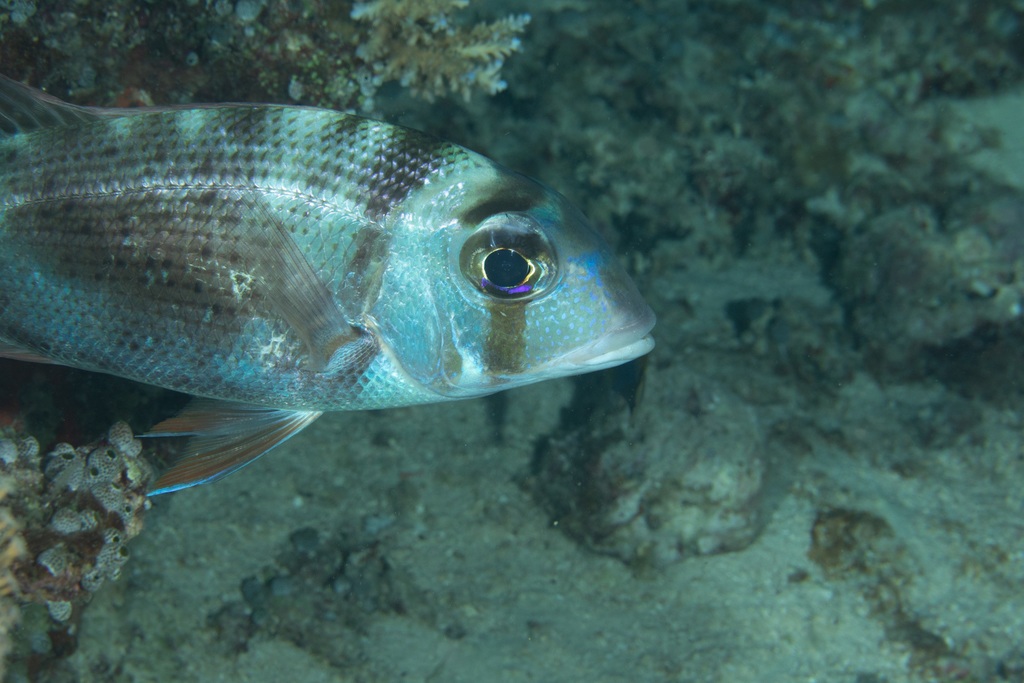 Eyebrowed Large-eye Bream (Gymnocranius superciliosus) - Marine Life ...