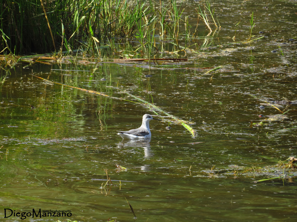 Wilson's Phalarope from San Juan Evangelista Analco, Oax., México on ...