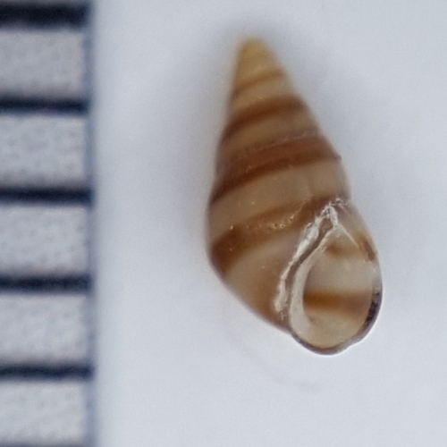 Genus Cingula · iNaturalist