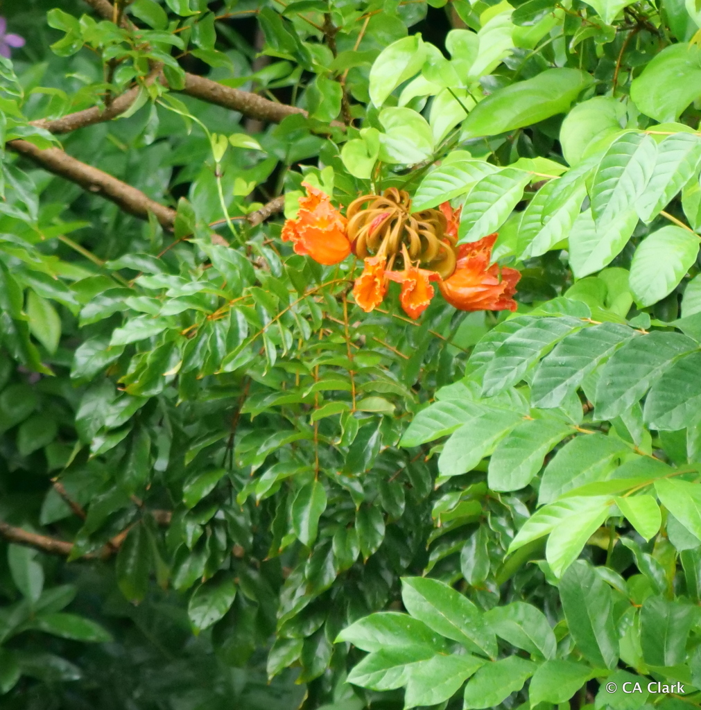 African tulip tree from Wailuku River State Park, Hawai'i, USA on ...