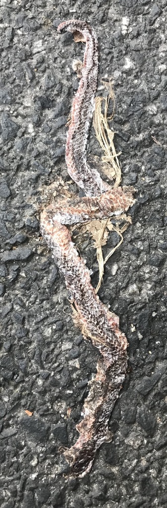 Eastern Worm Snake from Silver Spring, MD, USA on November 3, 2019 at ...