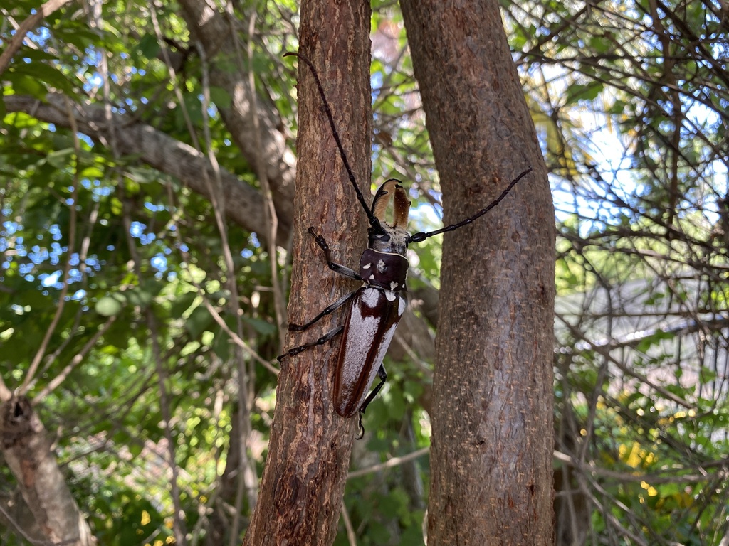 Callipogon senex from Careyes, Jal., México on August 21, 2025 at 03:59 ...
