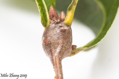 Genus Zapatella · iNaturalist