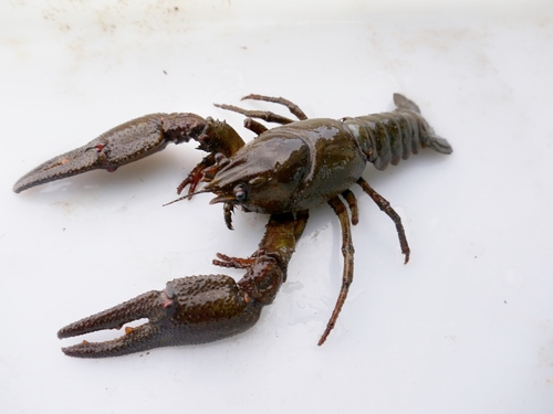 European Crayfish (Astacus astacus)